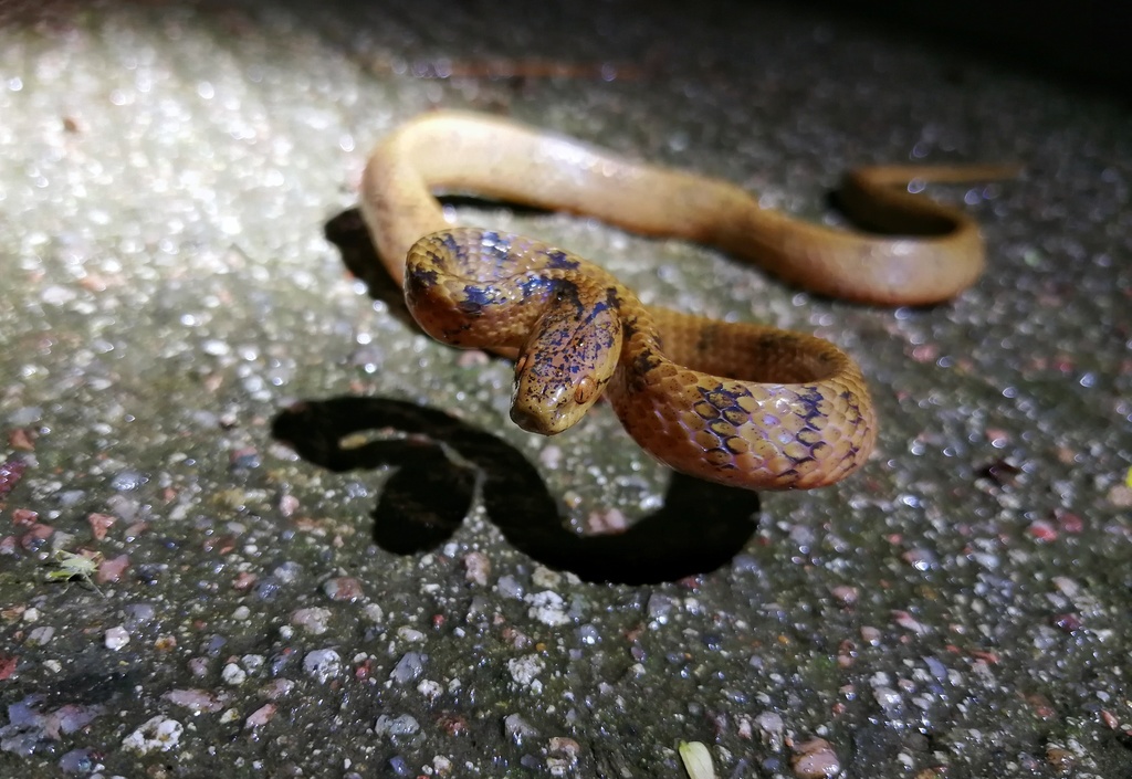Boulenger's Slug Snake in June 2019 by 通通. sdr · iNaturalist