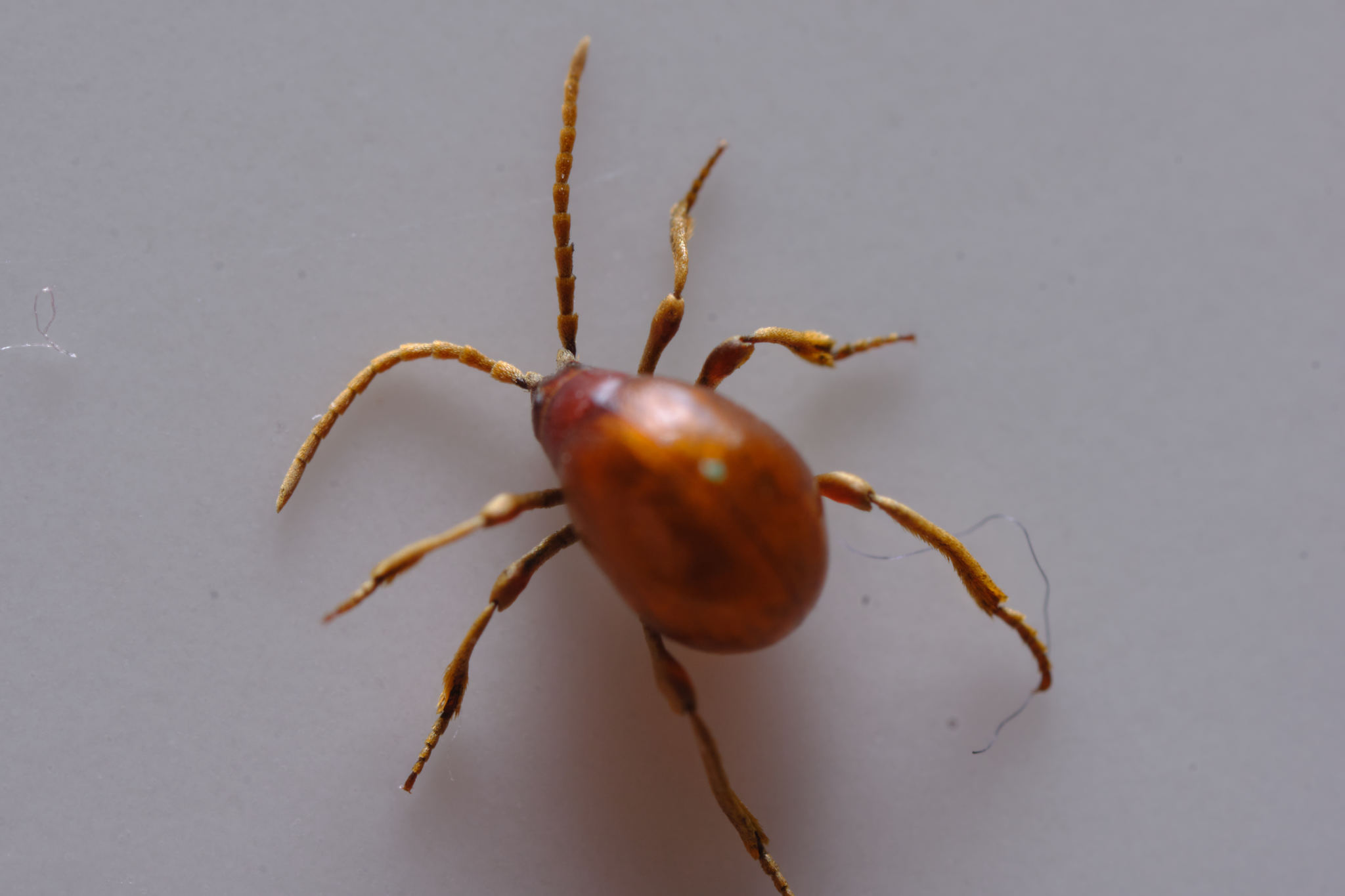 Gibbium aequinoctiale Boieldieu, 1854