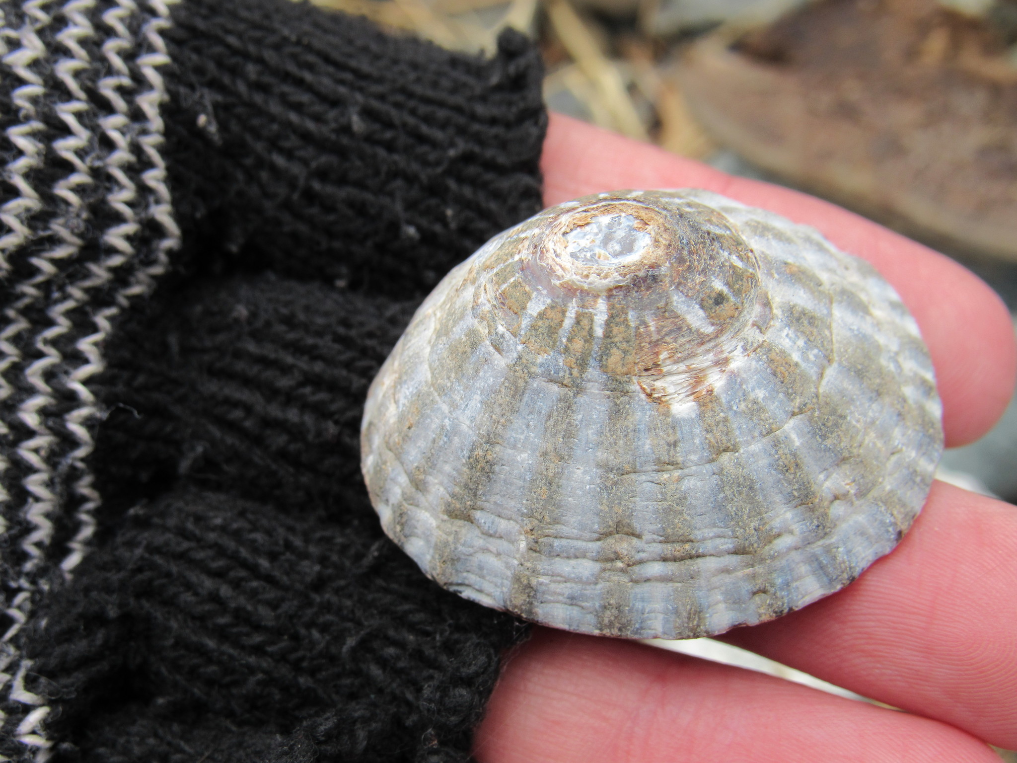 Nacella magellanica (Gmelin, 1791)