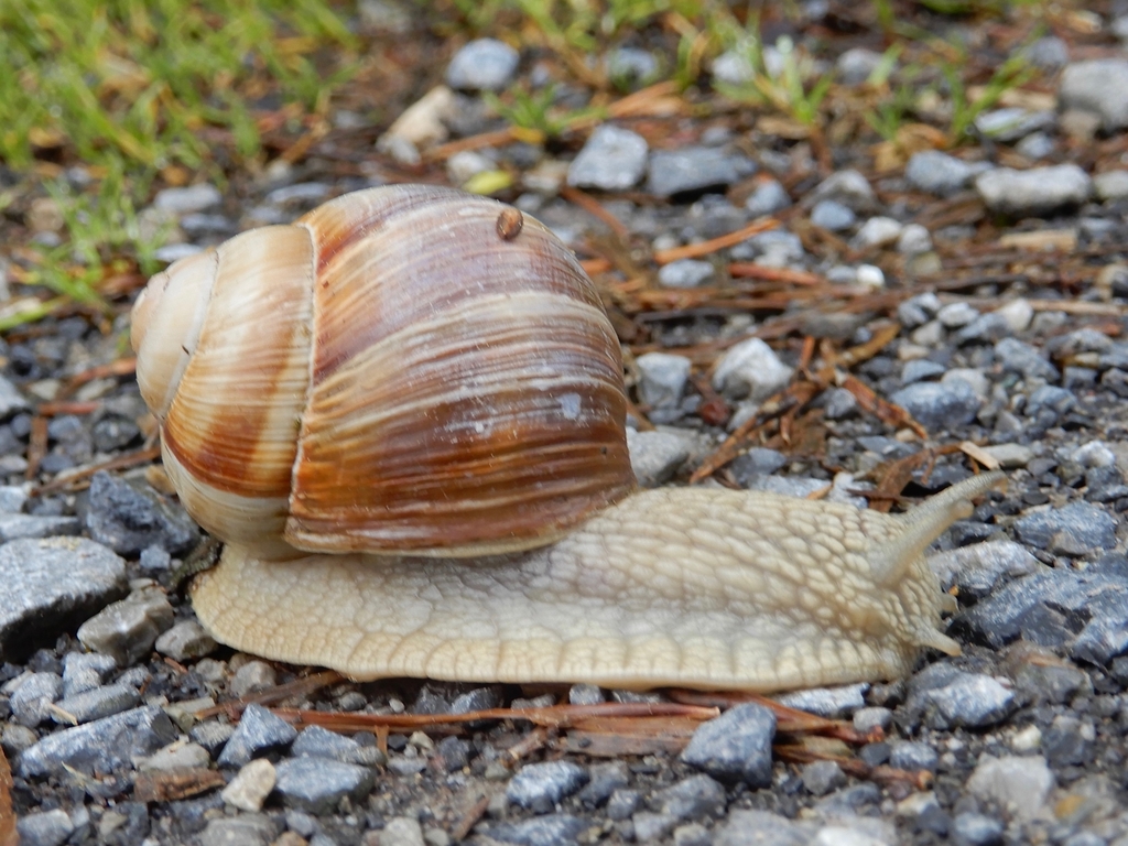 Roman Snail from Feusisberg, Switzerland on May 20, 2018 at 09:47 AM by ...