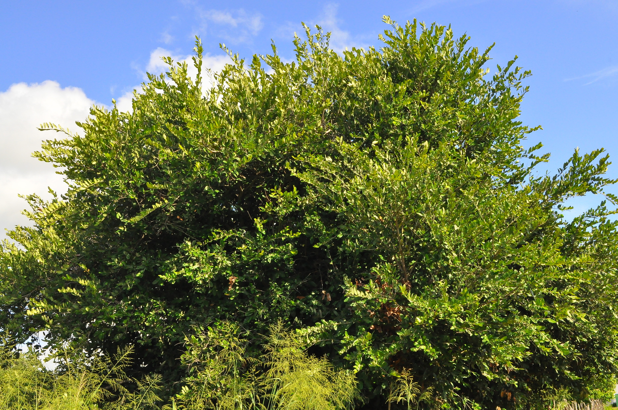 Licania rigida Benth.