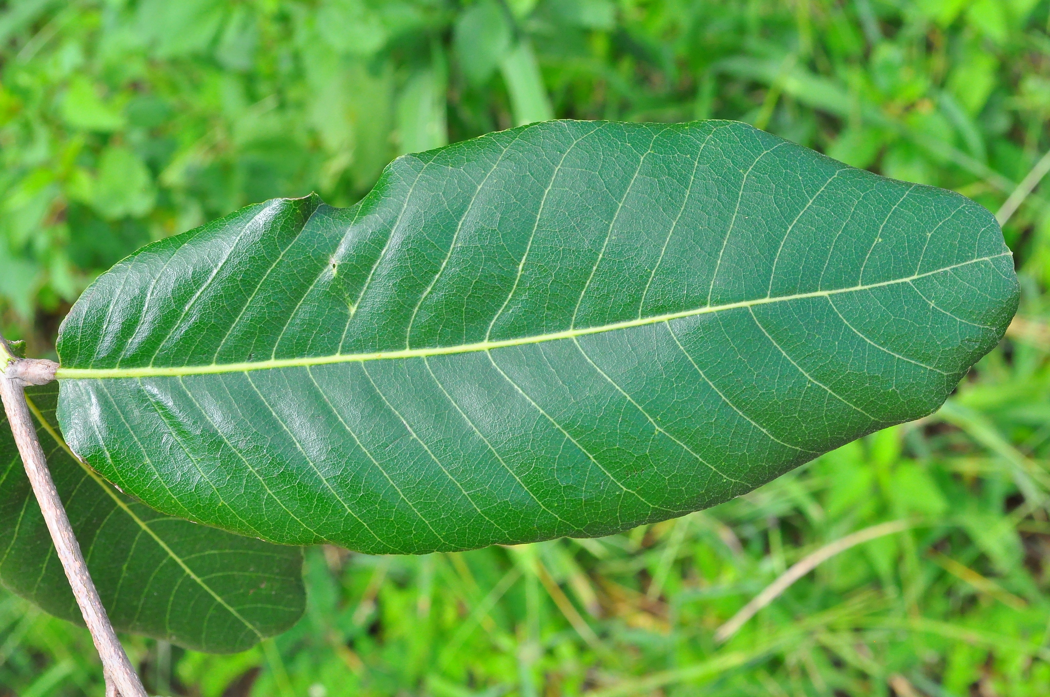 Licania rigida Benth.