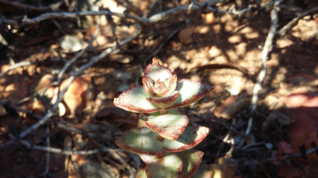 Concertina Plant from McNaughton, Uitenhage, 6241, South Africa on May ...
