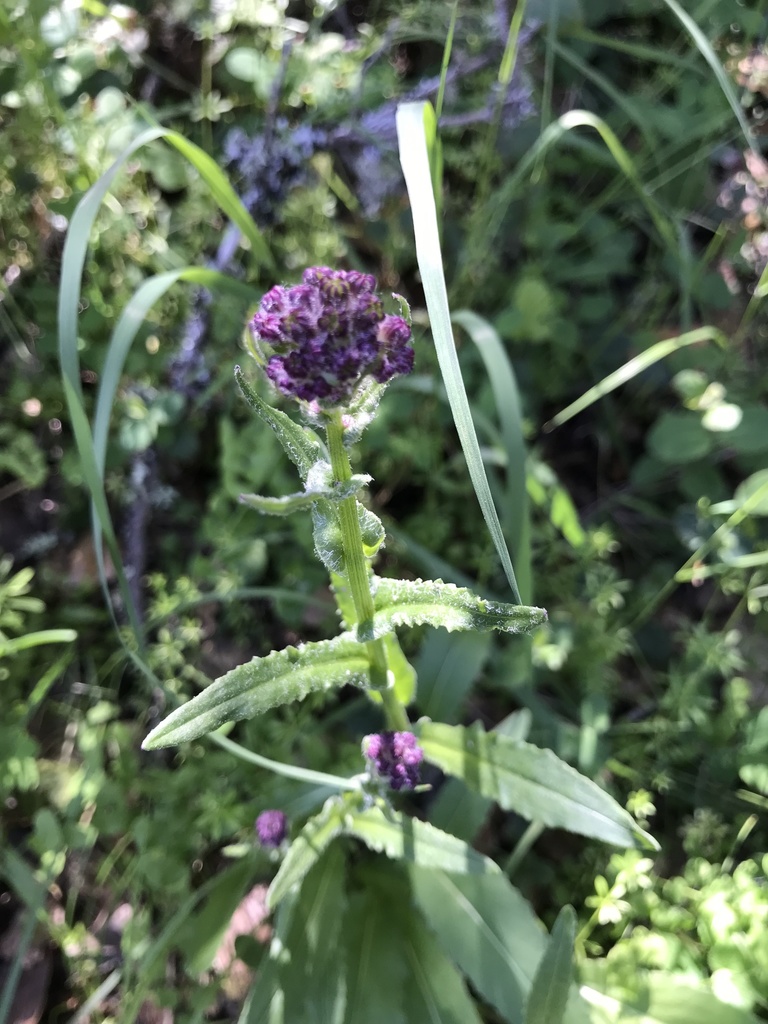 rayless ragwort from Hidden Canyon Park, Belmont, CA, US on 18 March ...