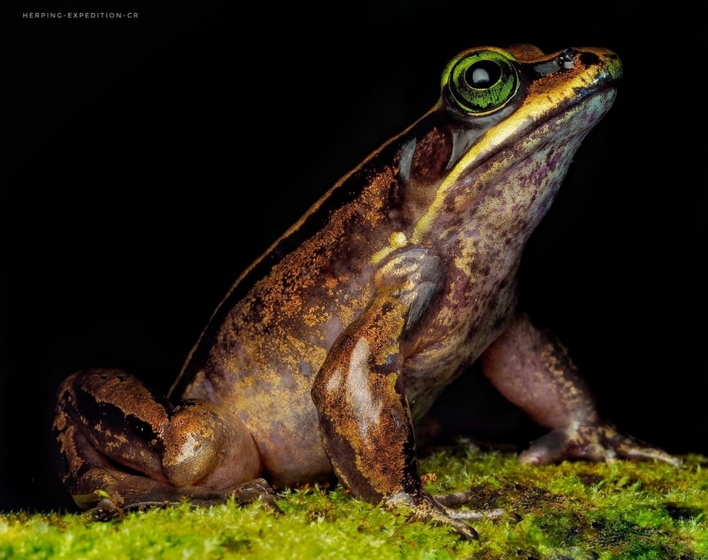 Green-eyed Frog in March 2022 by José Pablo Herra Azofeifa. Foto por ...