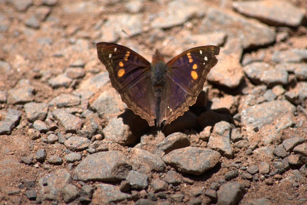 Agathina Emperor from Iguazú, Misiones, Argentina on November 16, 2018 ...
