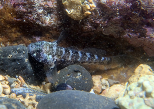 Genus Nematogobius · iNaturalist
