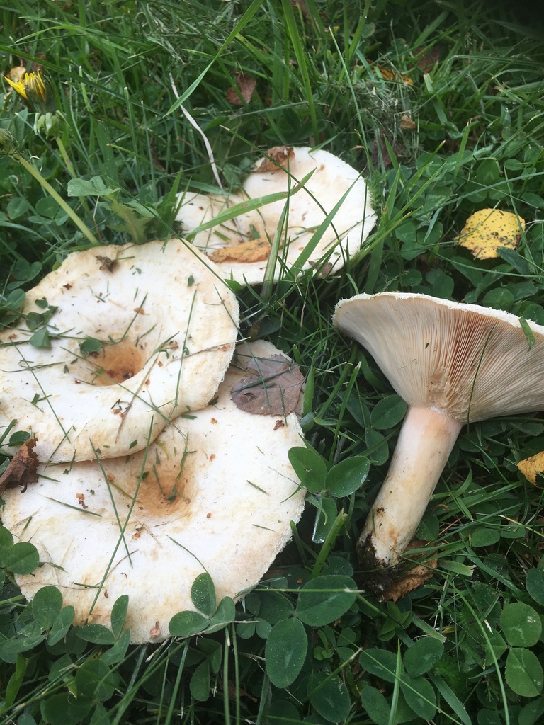 Downy milk cap from Ross Road, Herbert, Otago, NZ on March 19, 2022 at ...