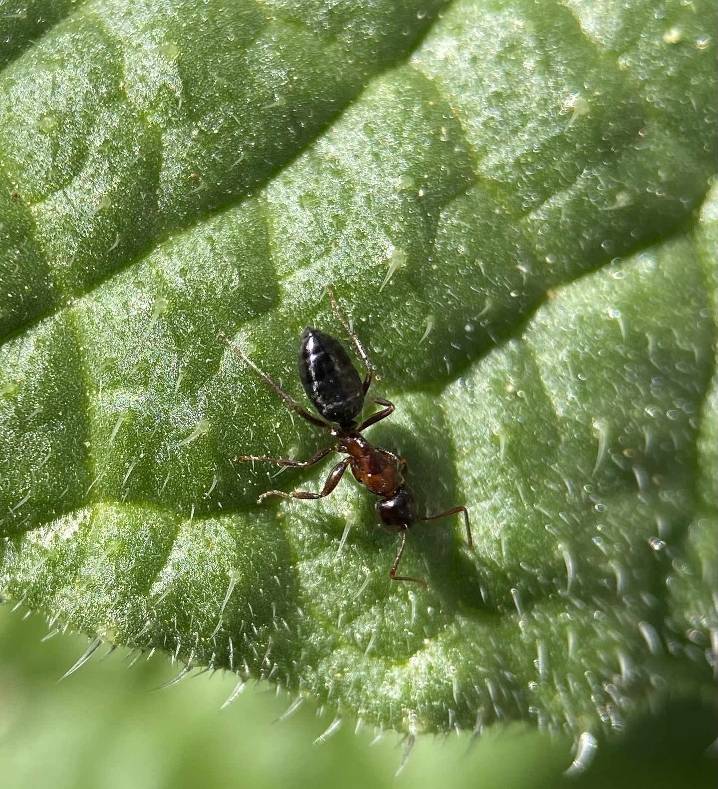 Camponotus hyatti Emery, 1893
