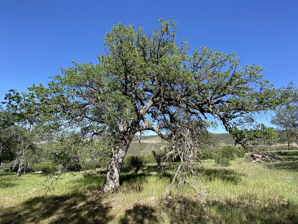 blue oak from Angeles National Forest, Castaic, CA, US on March 18 ...