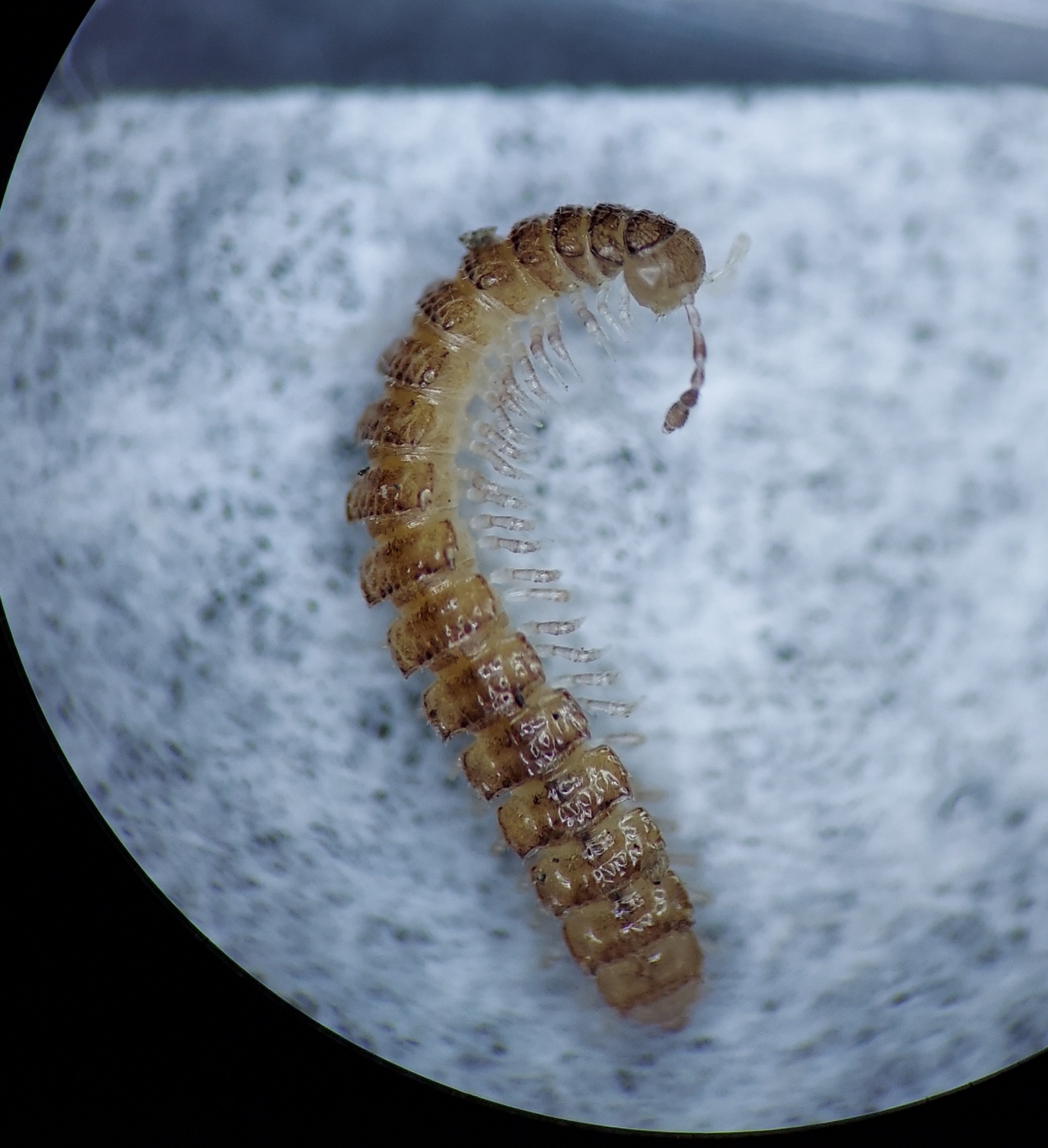 Brachydesmus superus Latzel, 1884