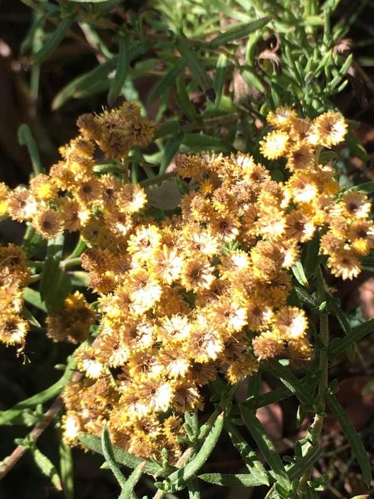 clustered everlasting from Hogan Park, Emerald, VIC, AU on March 19 ...