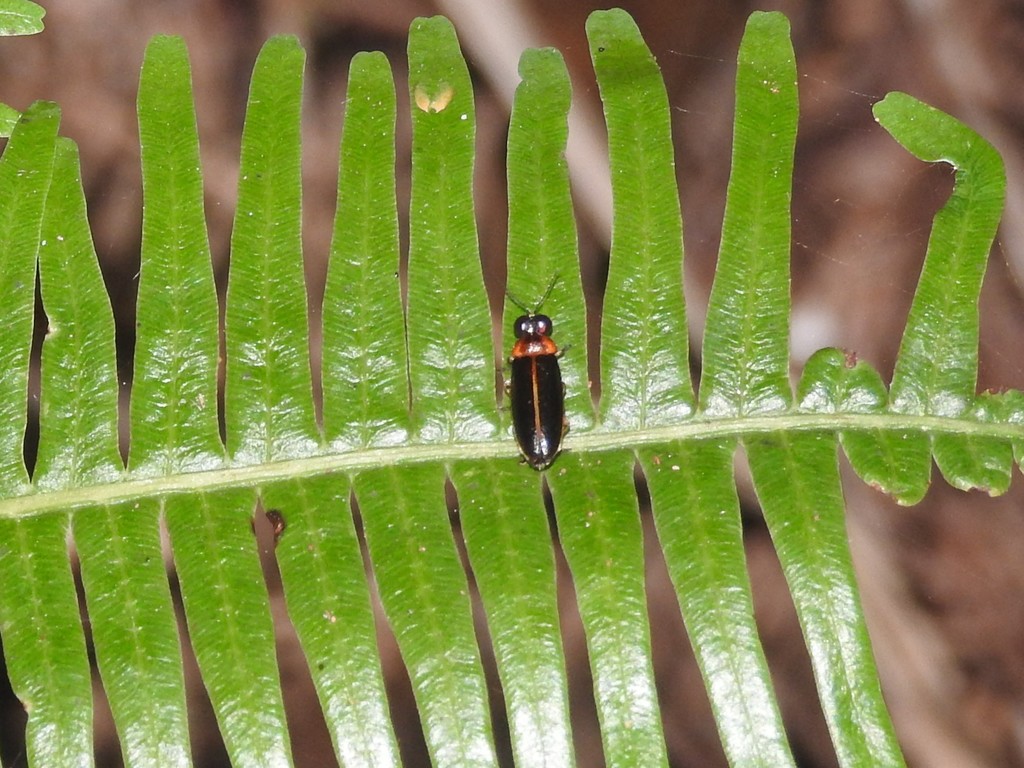 Luciola from Islands, HK on May 19, 2018 at 11:36 AM by johnallcock ...