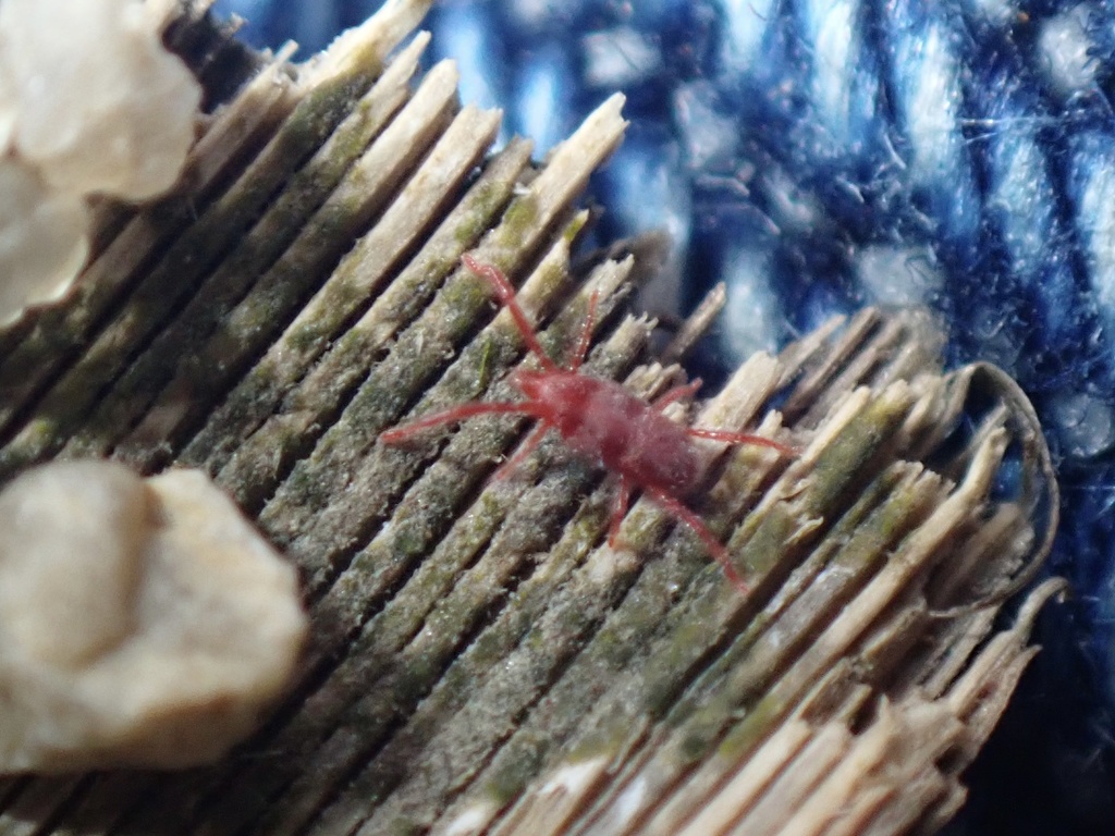 Trombidiform Mites from Cape Cod National Seashore, Provincetown, MA ...