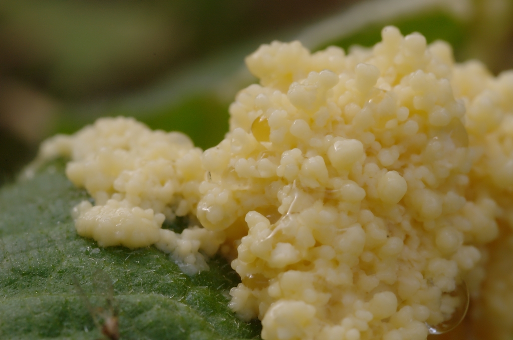 Dog Sick Slime Mould (Biodiversidad en Las Dalias Pallardelli, San ...