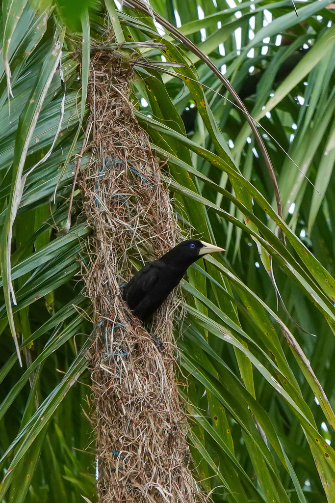 Crested Oropendola from Borneoweg, Saramacca, SR on February 27, 2022 ...