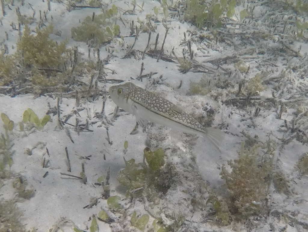 Weeping Toadfish from Houtman Abrolhos WA 6530, Australia on October 6 ...