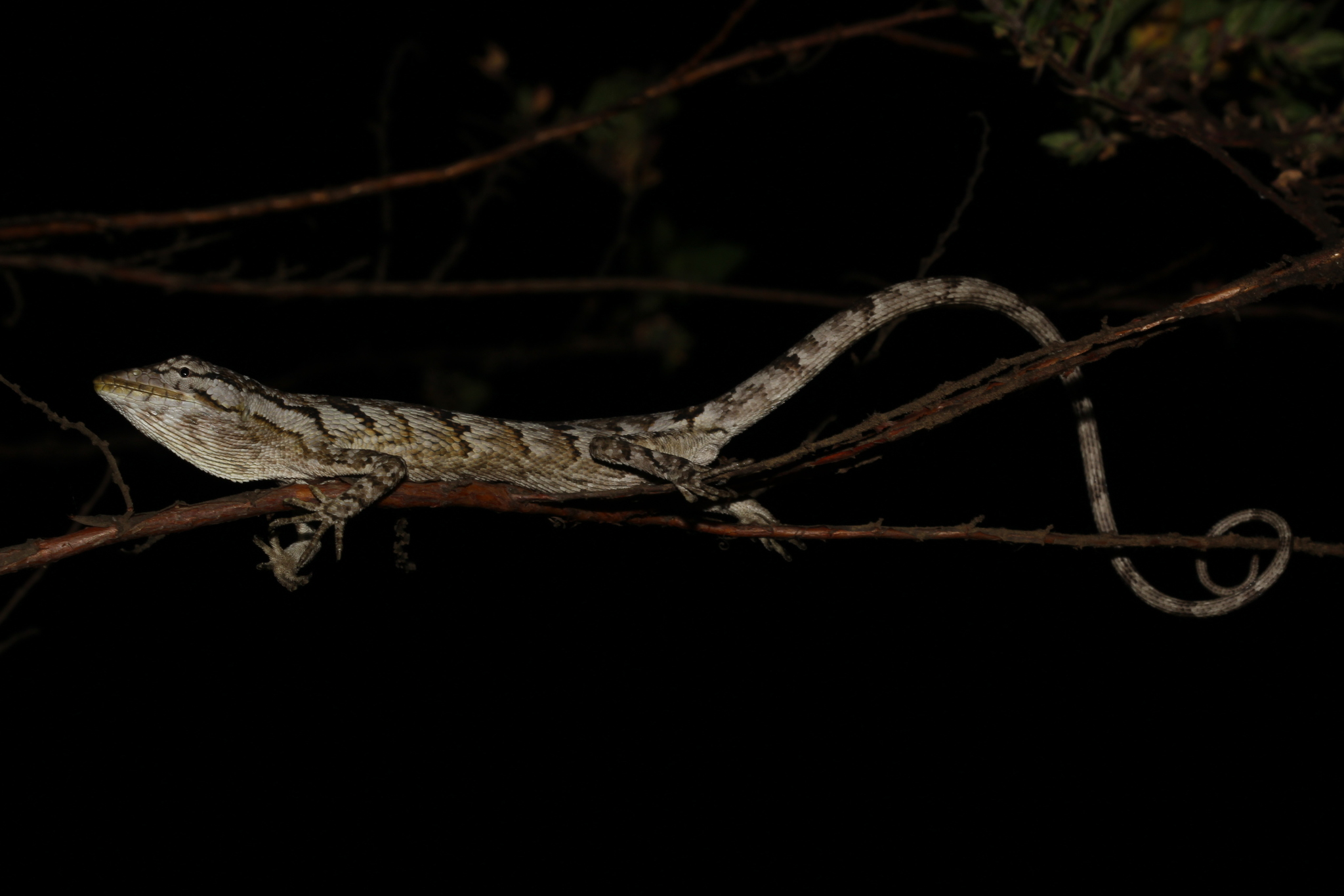 Polychrus acutirostris Spix, 1825