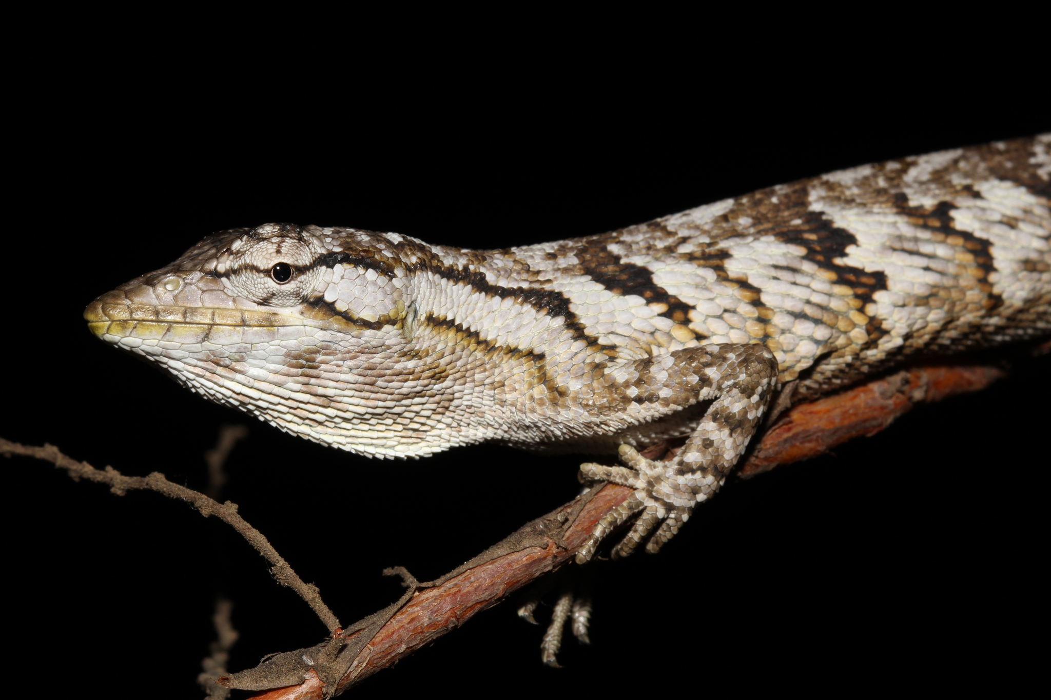 Polychrus acutirostris Spix, 1825