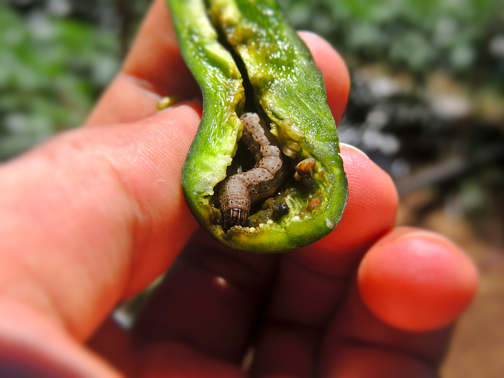 Fall Armyworm Moth from Provincia de Alajuela, Alajuela, Costa Rica on ...