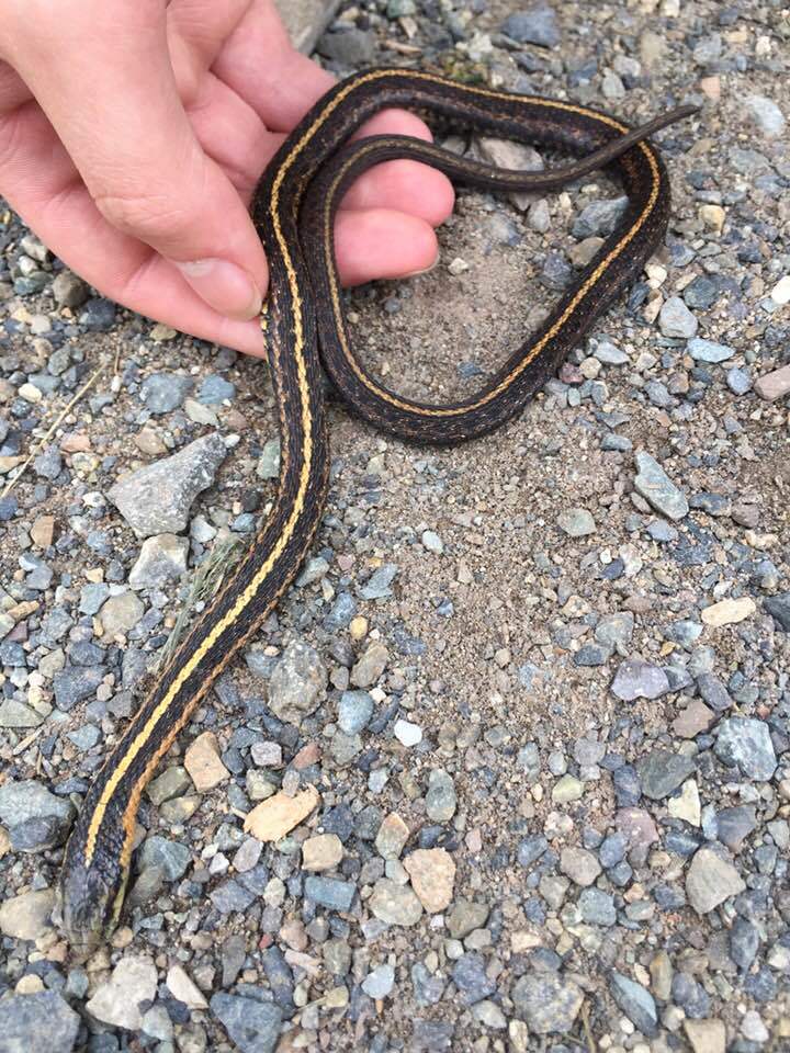Northwestern Garter Snake from Northeast Seattle, Seattle, WA, USA on ...