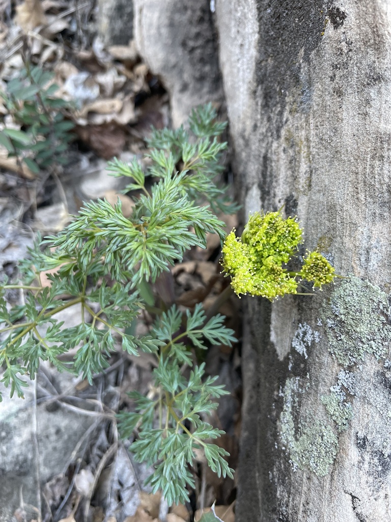 MacDougal's Indian parsley from Coconino National Forest, Sedona, AZ ...