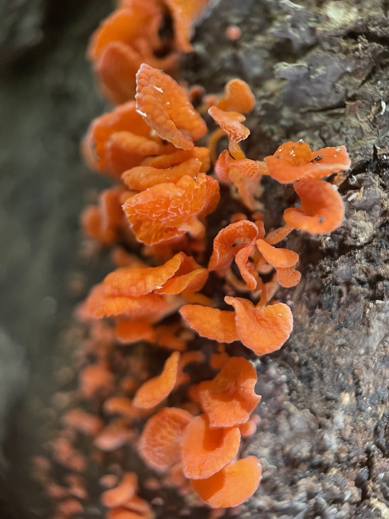 orange pore fungus from Lamington National Park, O'Reilly, QLD, AU on ...