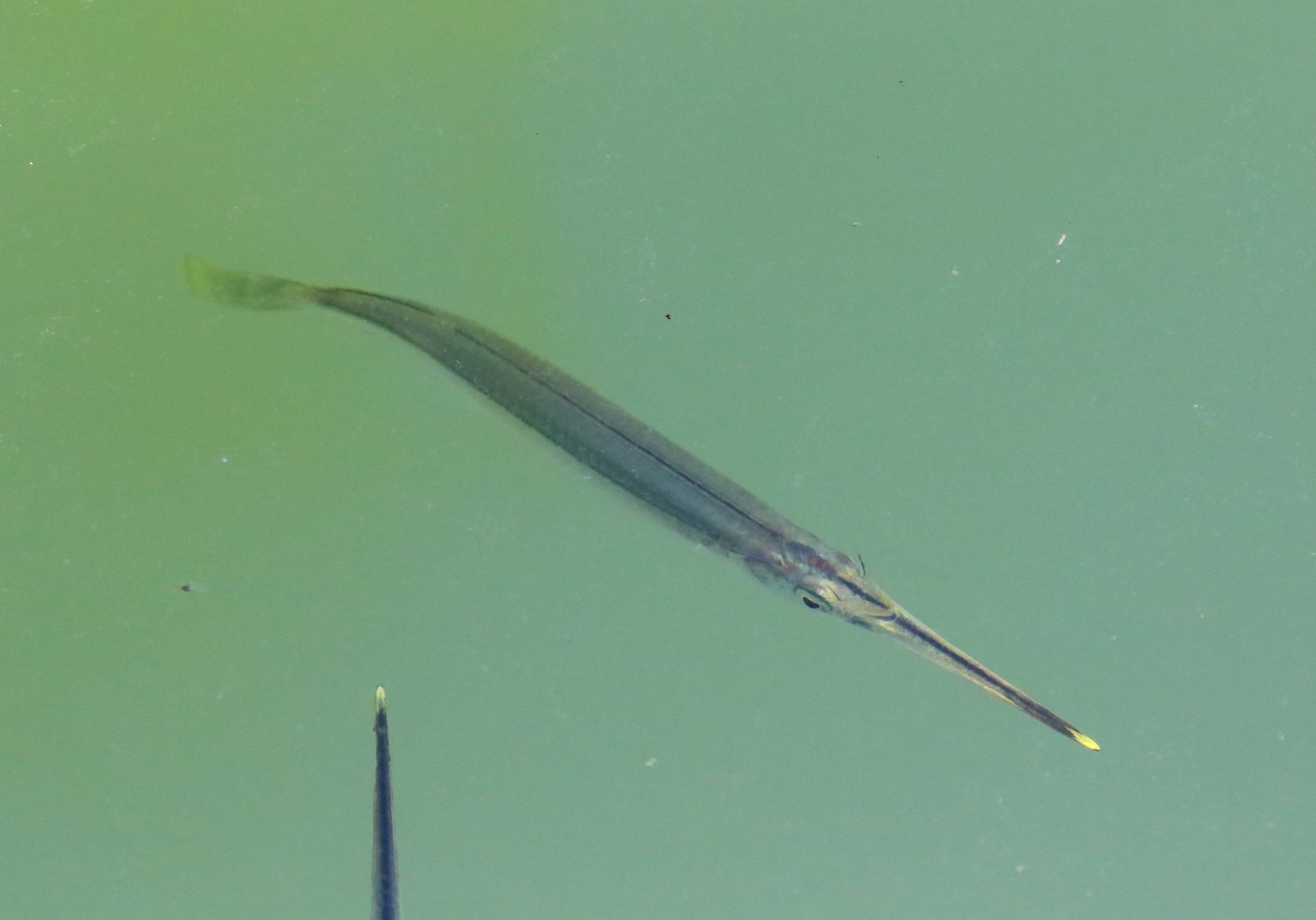 Zenarchopterus buffonis (Valenciennes, 1847)