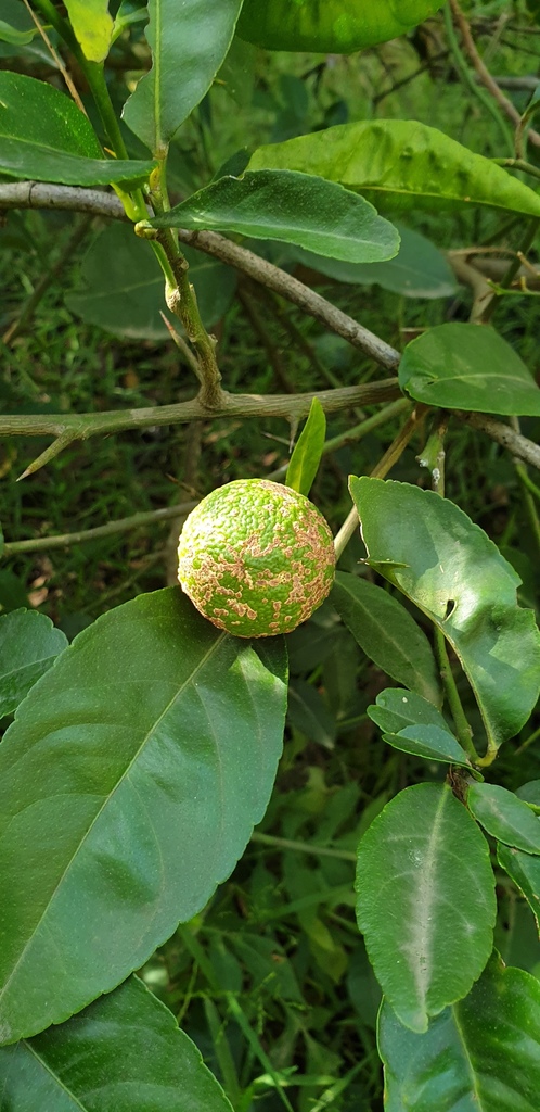 citrus from Bauple Forest QLD 4650, Australia on March 17, 2022 at 08: ...