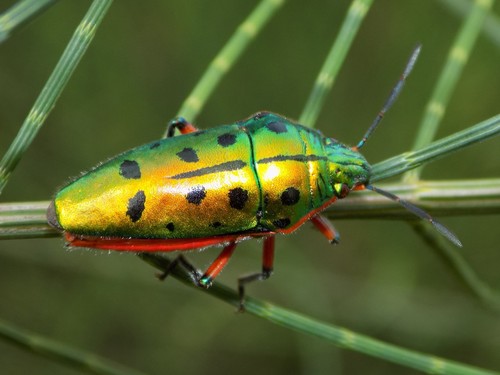 Genus Scutellera · iNaturalist
