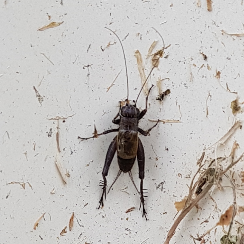 Ground Crickets from badja nsw on March 18, 2022 by Paula Boer ...
