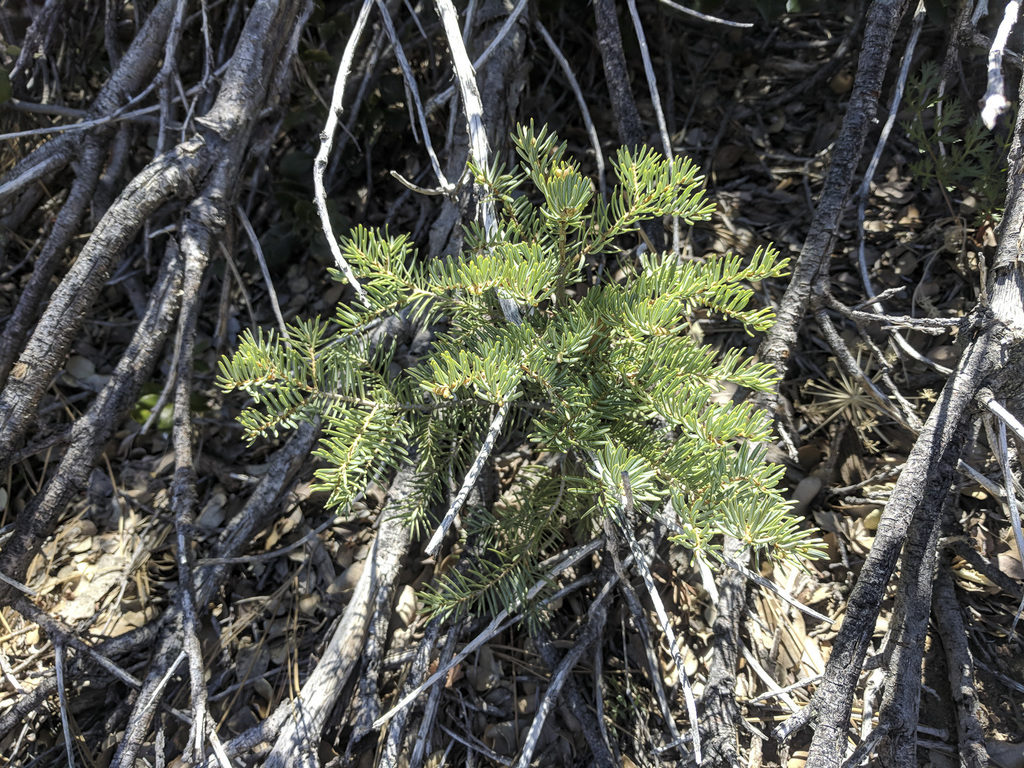 white fir from San Bernardino National Forest, Riverside, California ...