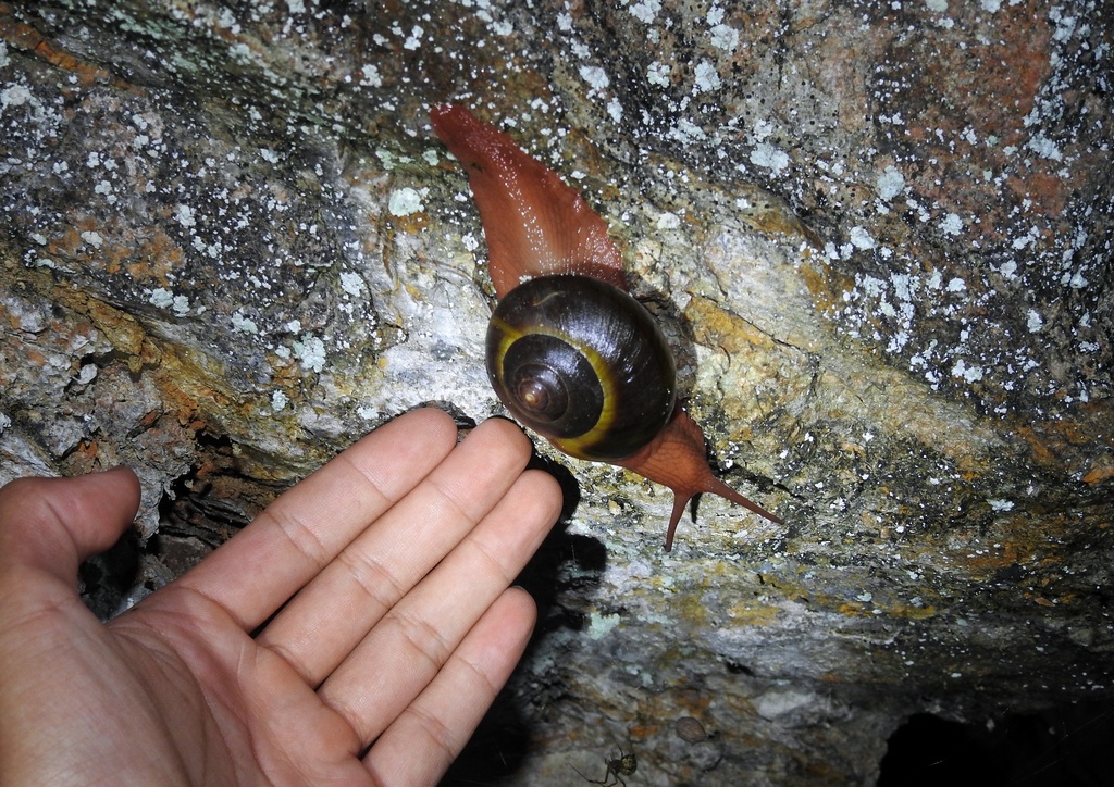 Cryptozona erratica in June 2019 by 通通 · iNaturalist