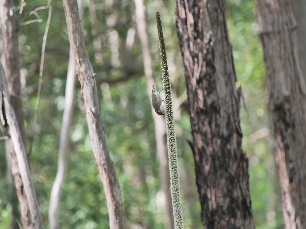 Fuscous Honeyeater from Bauple Forest QLD 4650, Australia on March 17 ...