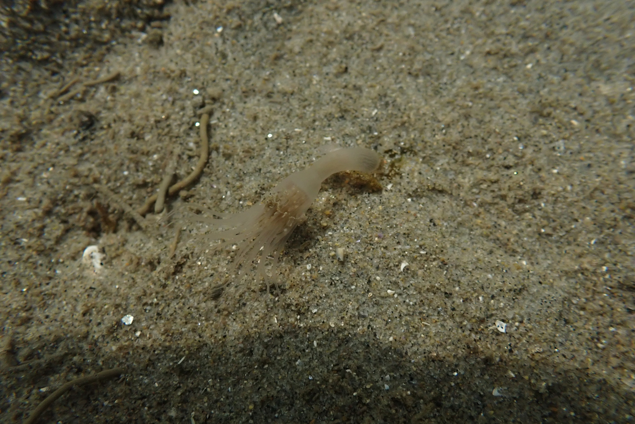 Corymorpha M.Sars, 1835