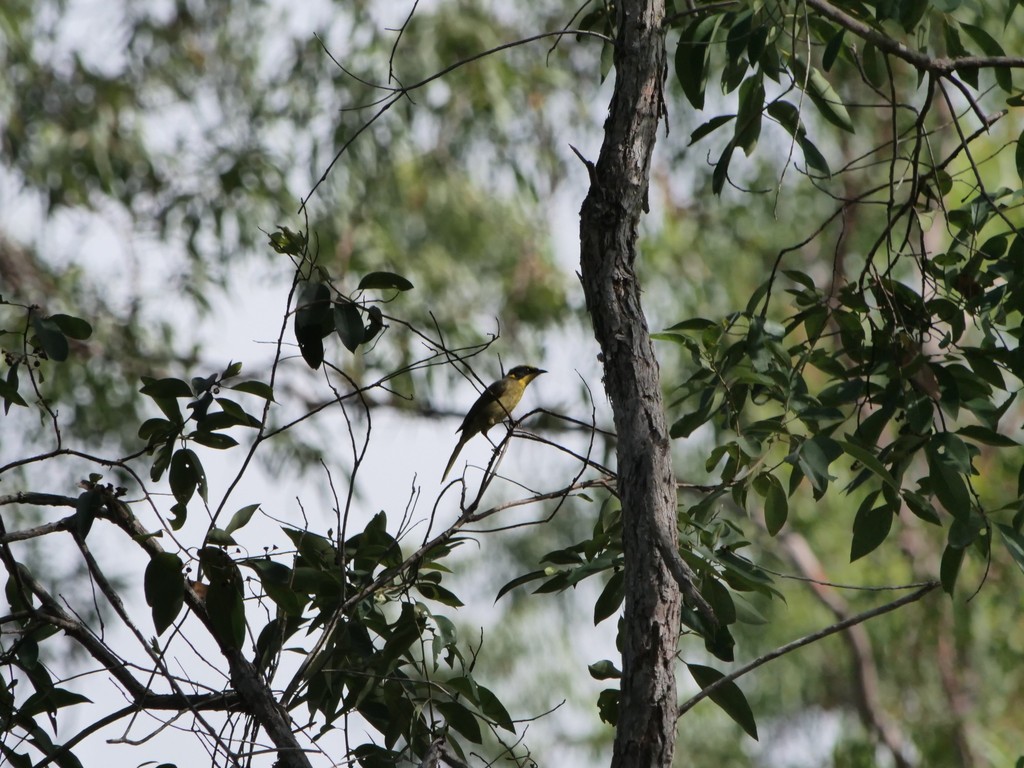 Yellow-tufted Honeyeater from Bauple Forest QLD 4650, Australia on ...