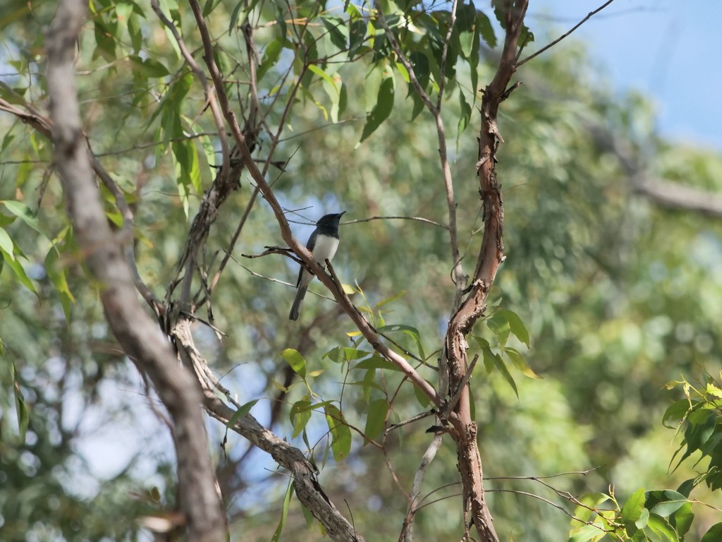 Leaden Flycatcher from Bauple Forest QLD 4650, Australia on March 17 ...