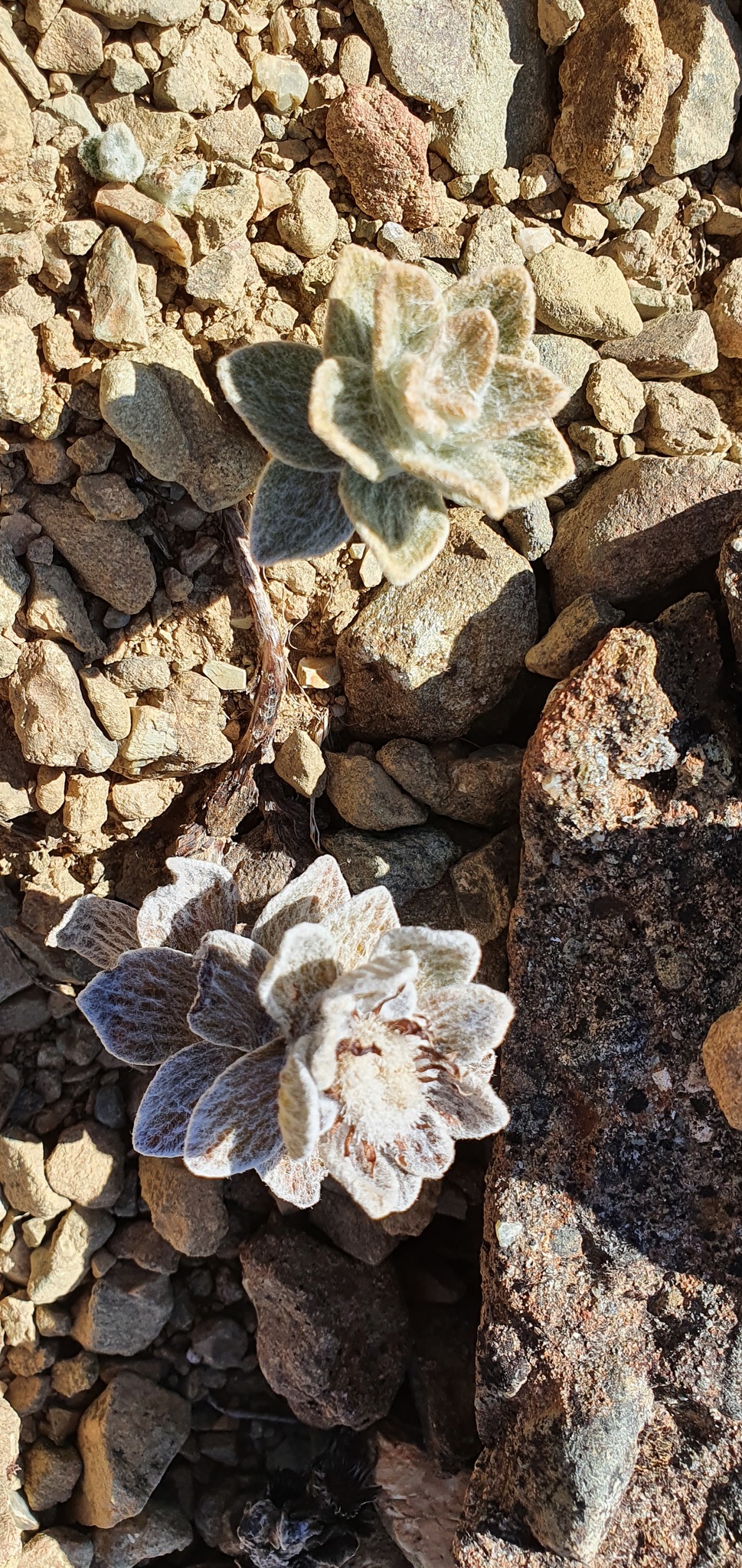 Haastia sinclairii Hook.fil.