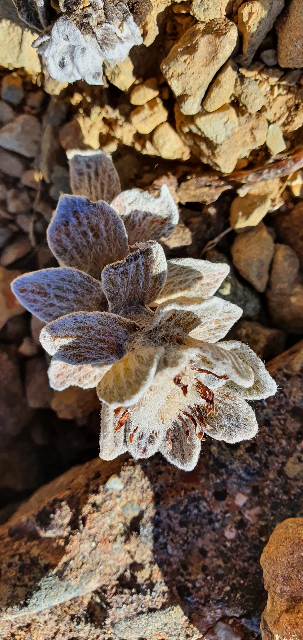 Haastia sinclairii Hook.fil.