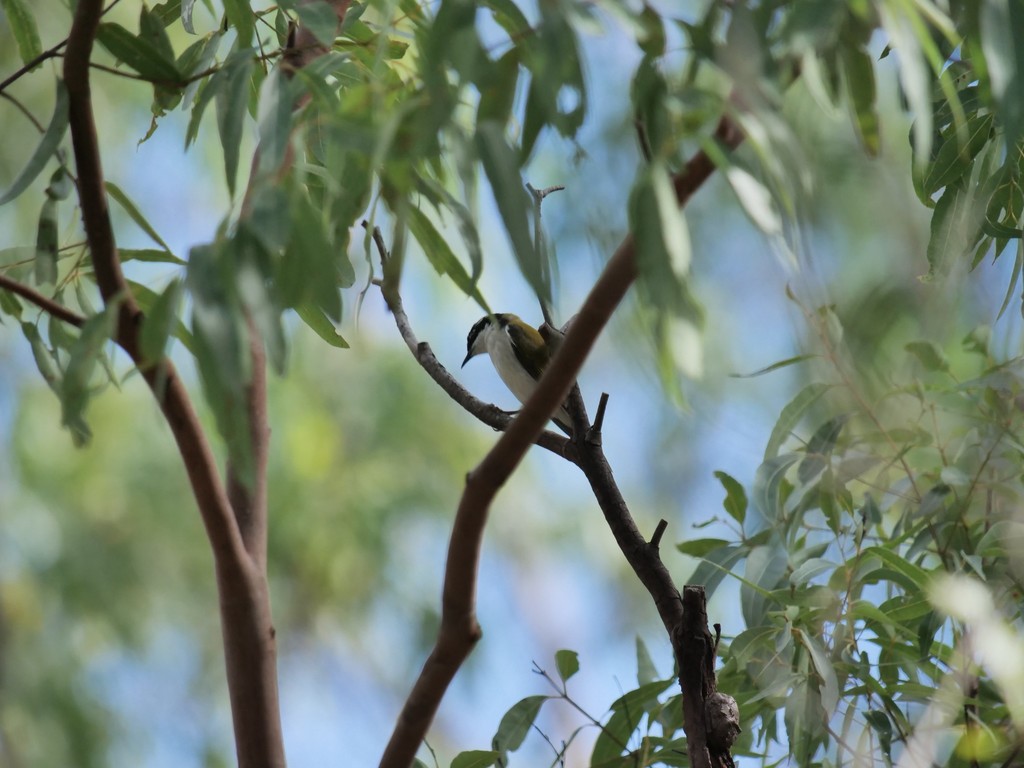White-throated Honeyeater from Bauple Forest QLD 4650, Australia on ...