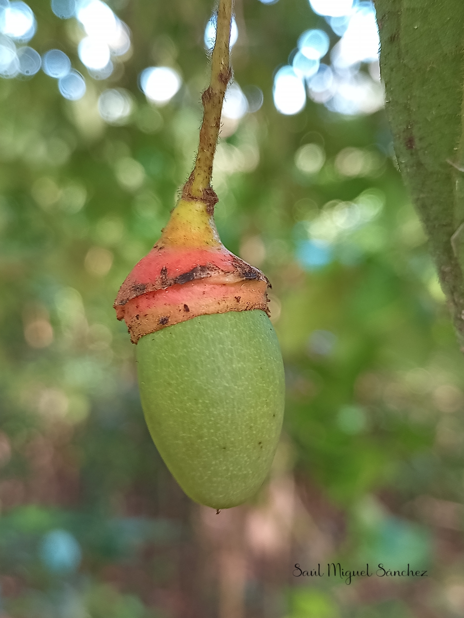 Licaria excelsa Kosterm.