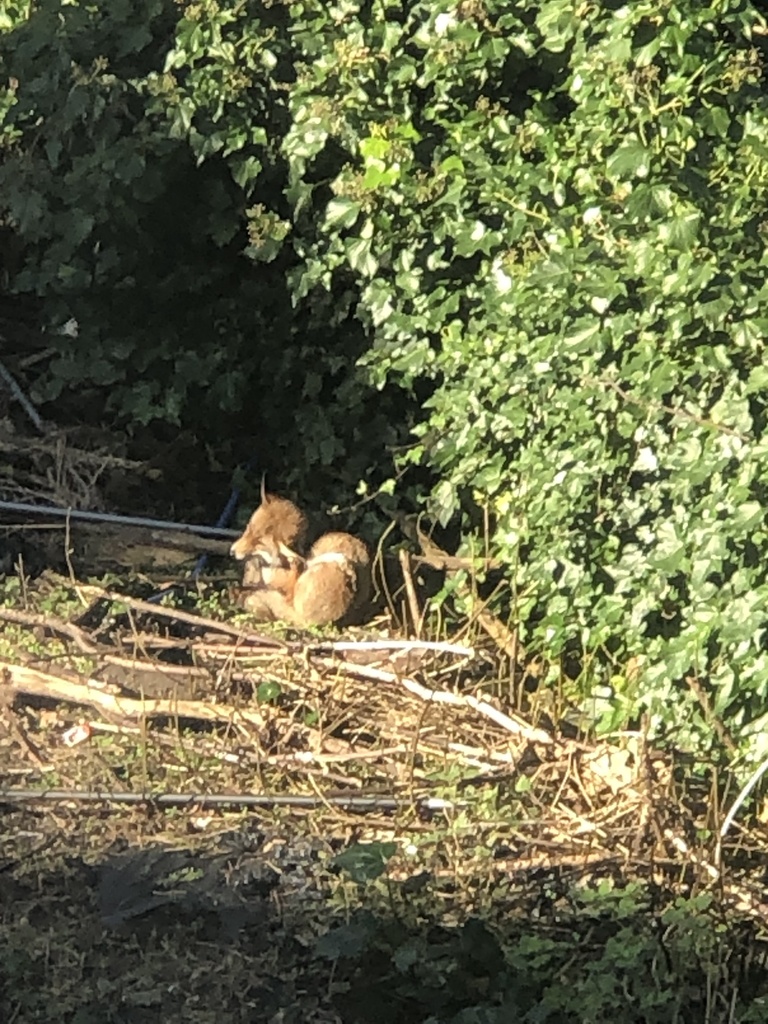 Red Fox from Josephine Ave, London, England, GB on January 27, 2022 at ...