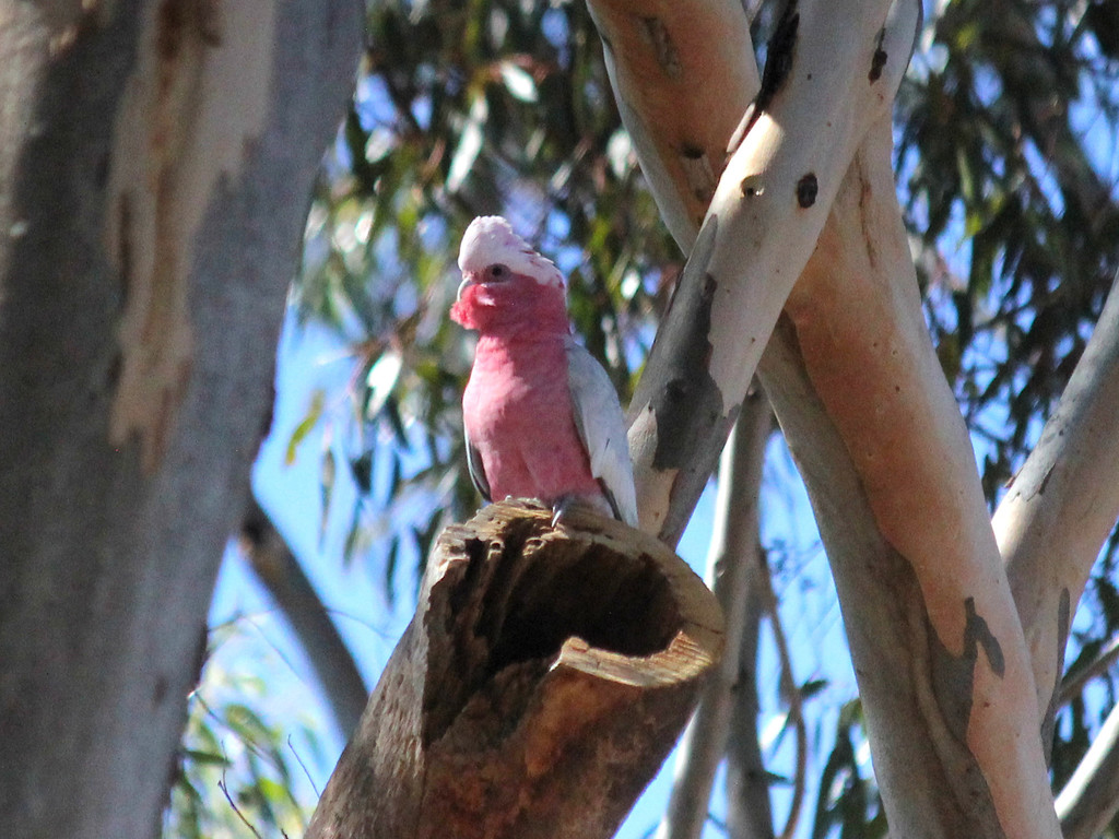 Galah from Happy Valley Reservoir, SA, Australia on March 19, 2022 at ...