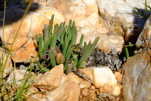 Hereroa puttkameriana · iNaturalist