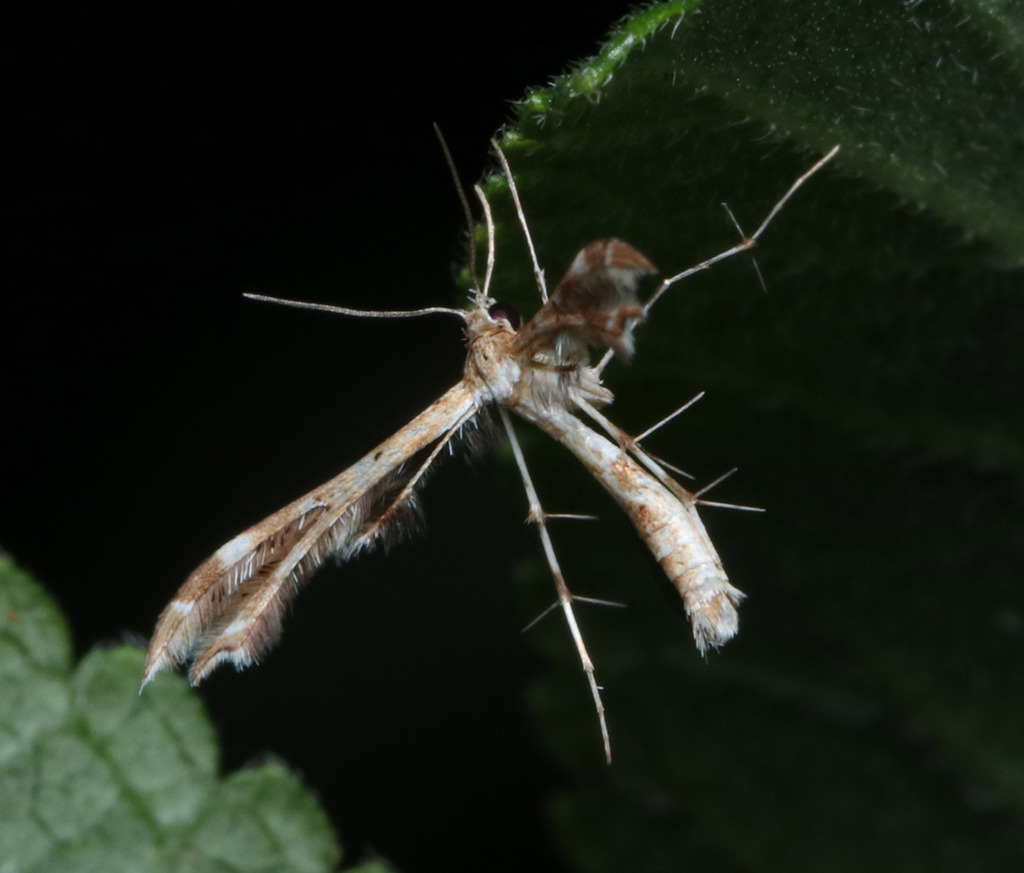 Fire-flag Plume Moth in February 2022 by Julie Newton · iNaturalist