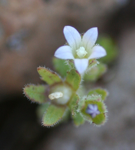 Guadalupe bluecup (Subspecies Githopsis diffusa guadalupensis ...