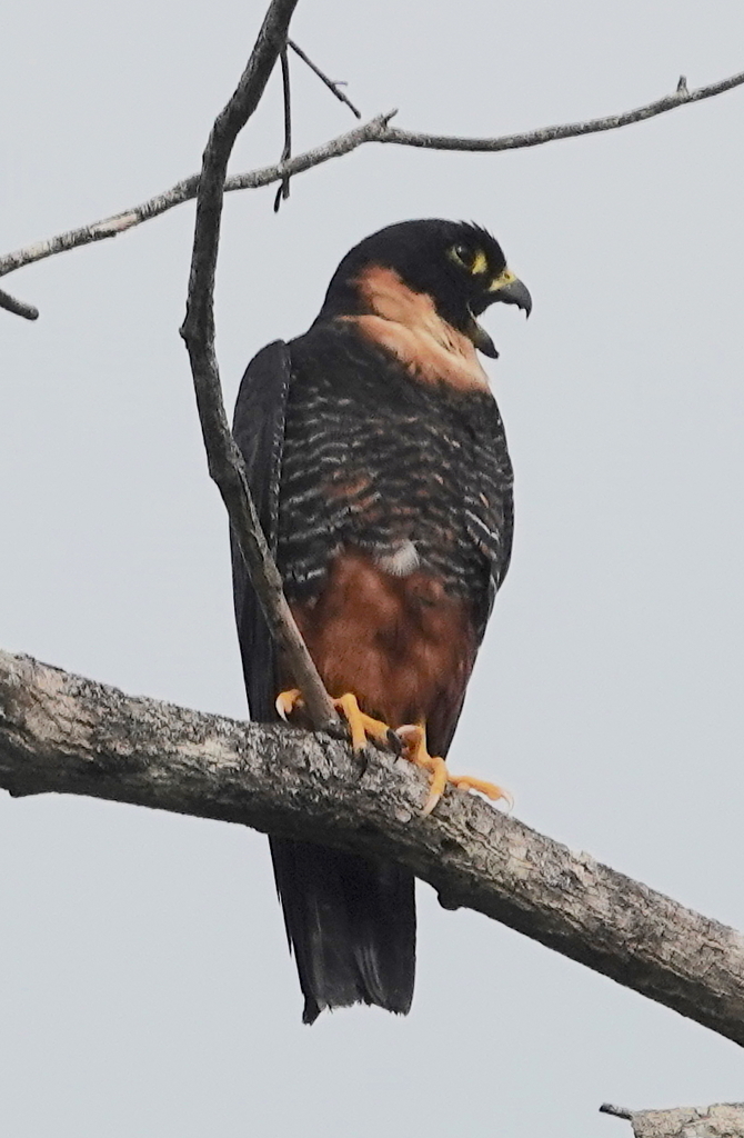 Bat Falcon from Puerto Boyacá, Boyaca, Colombia on January 19, 2022 at ...