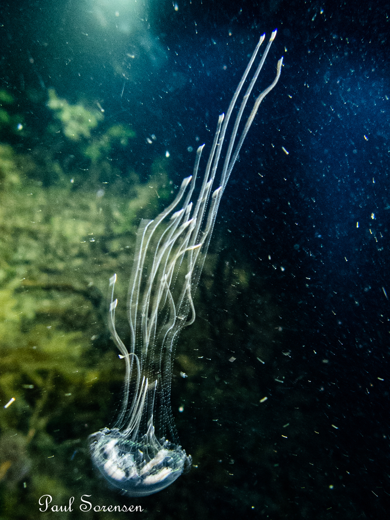 Hydrozoans from Rapid Bay SA 5204, Australia on March 13, 2022 at 09:57 ...