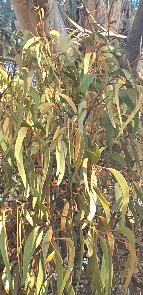 drooping mistletoe from Balnarring VIC 3926, Australia on March 19 ...