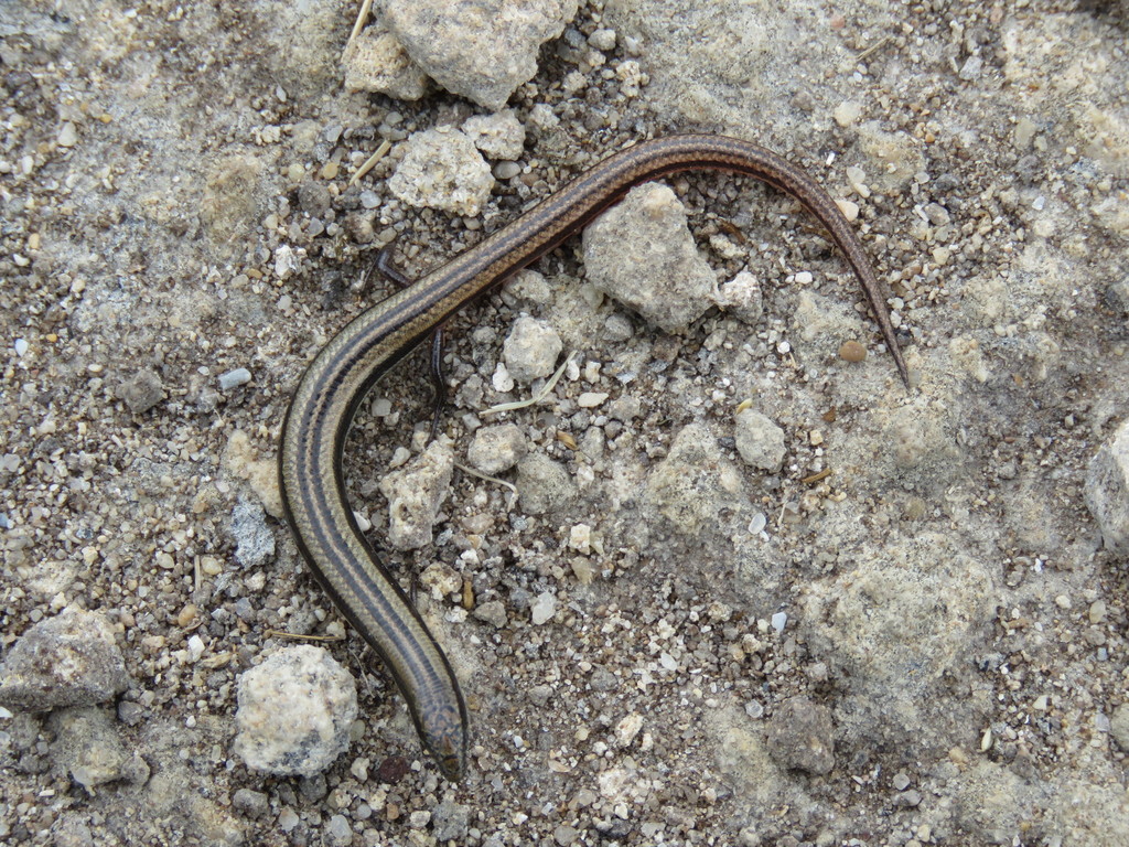 Perth Slider in March 2022 by Andrew Wallace · iNaturalist